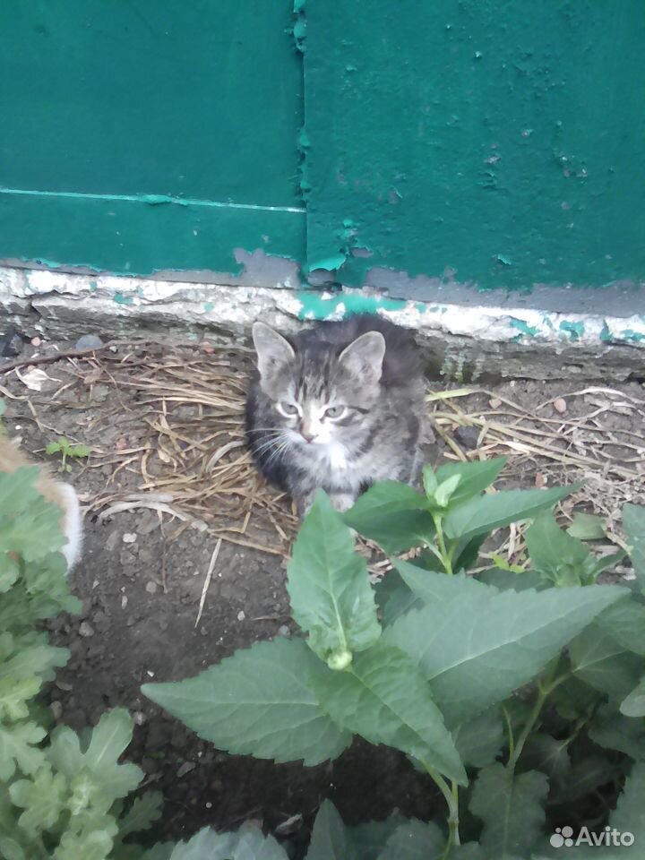 Отдам котят добрым людям.Два мальчика и серенькая