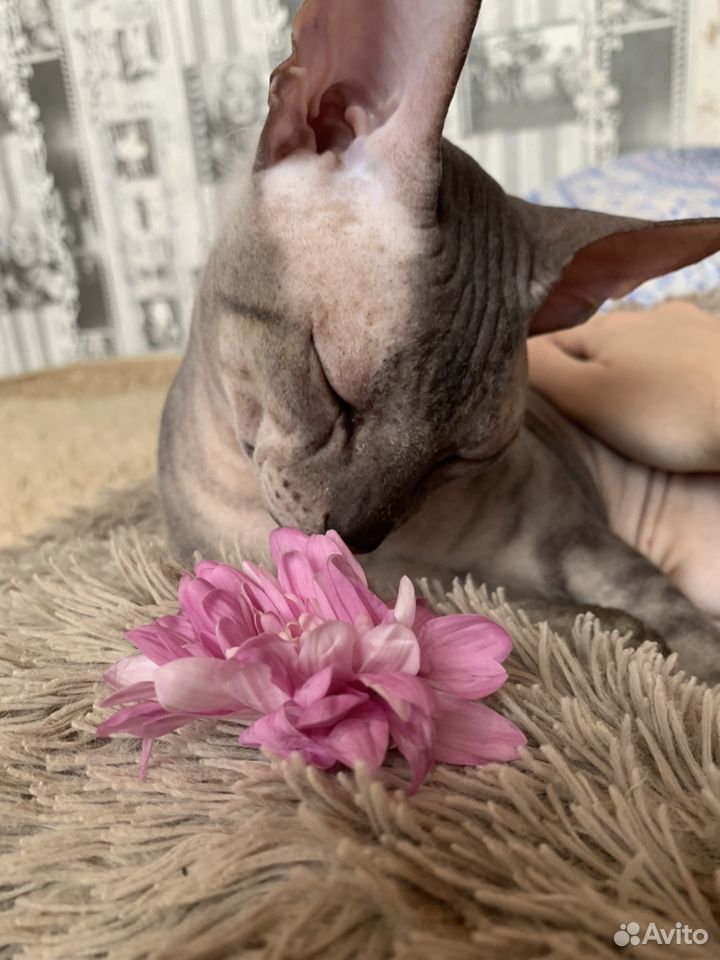 Донской сфинкс