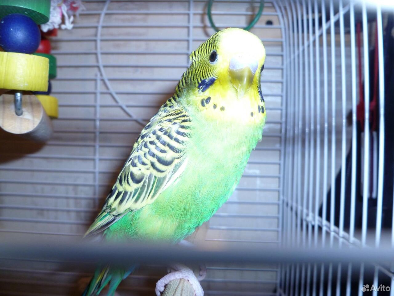 Волнистый попугай