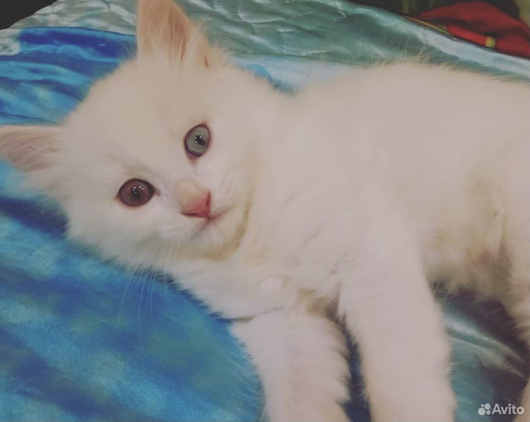 Котенок в добрые руки