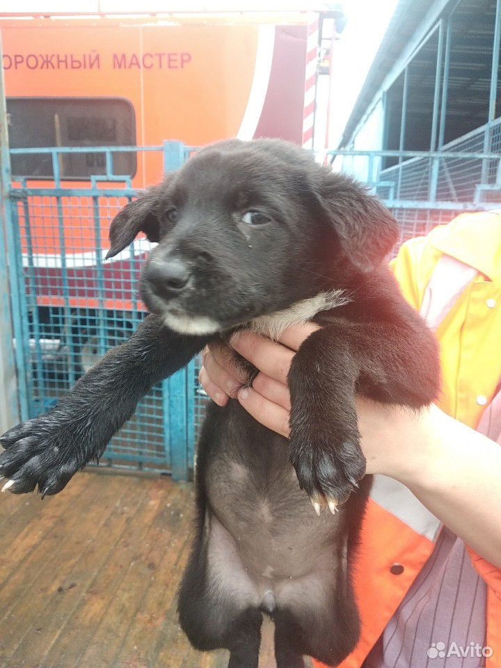 Маленькая девочка в добрые руки