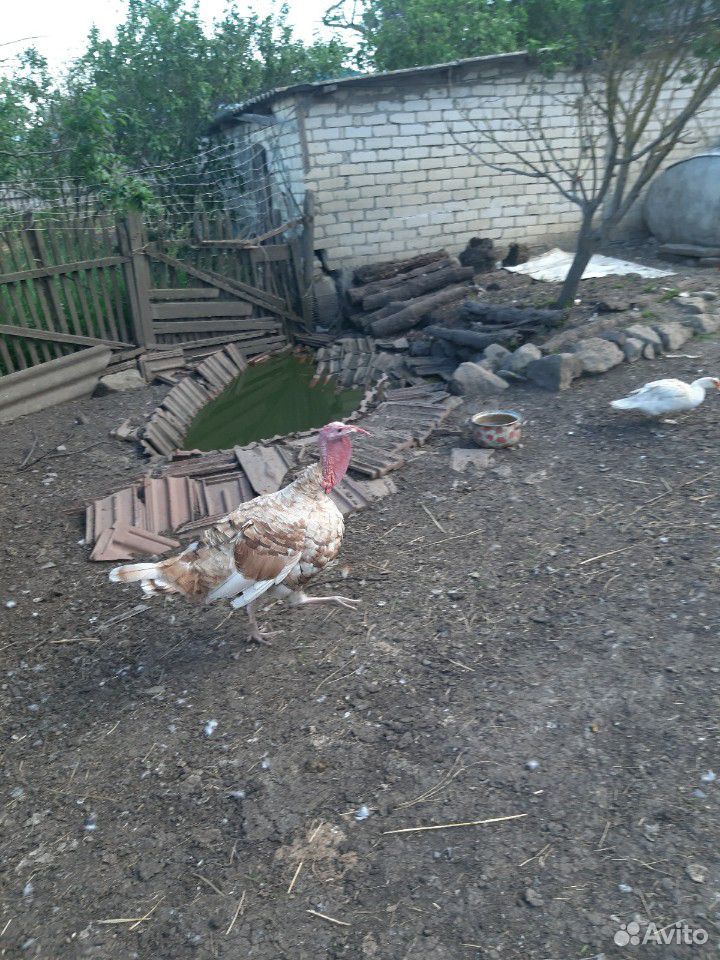 Индюки домашние