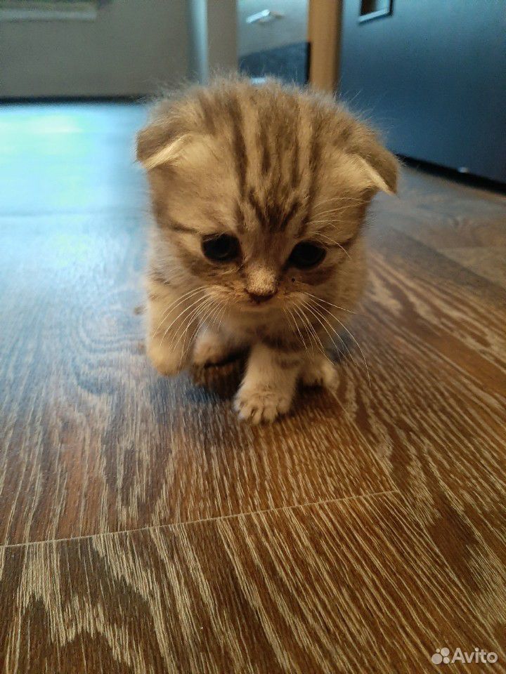 Шотландский вислоухий котёнок