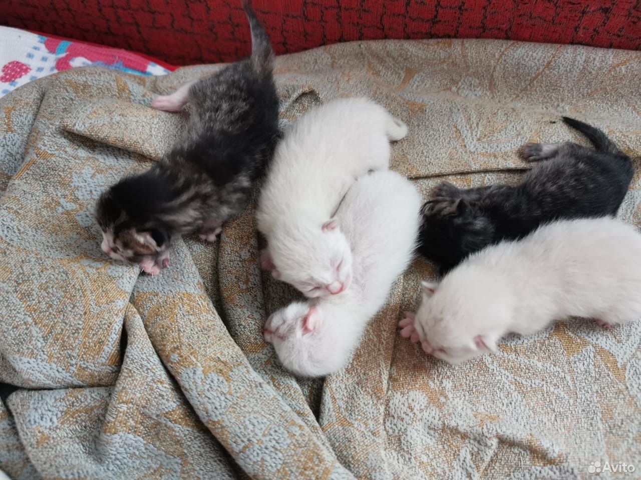 Кошечки нарождённые