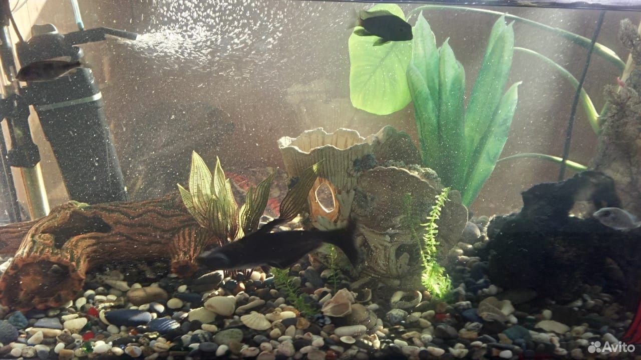 Аквариум