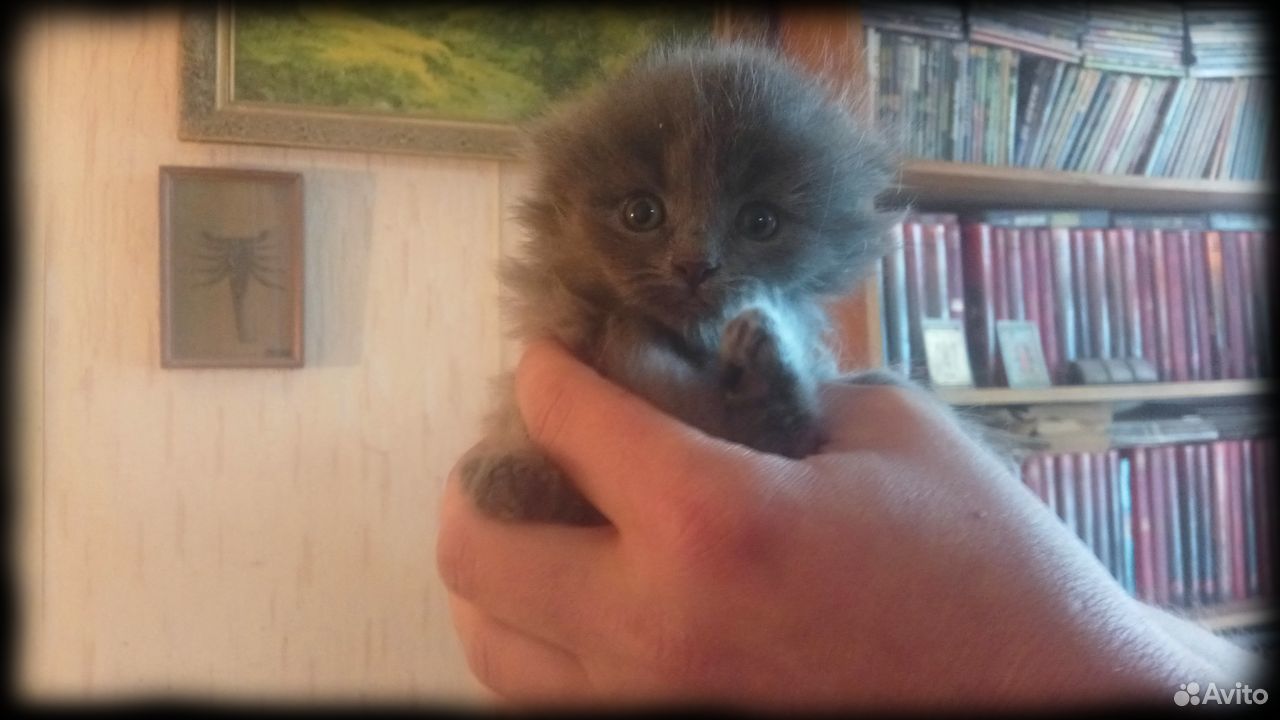 Двухмесячные котята