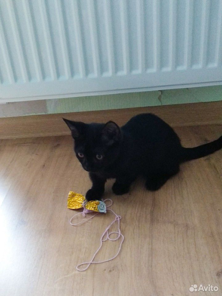 Манчкин котёнок улыбка