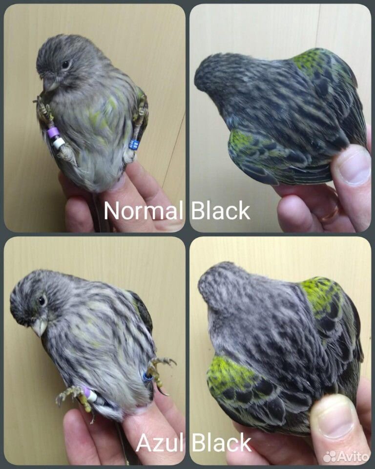 Канарейки и кенара