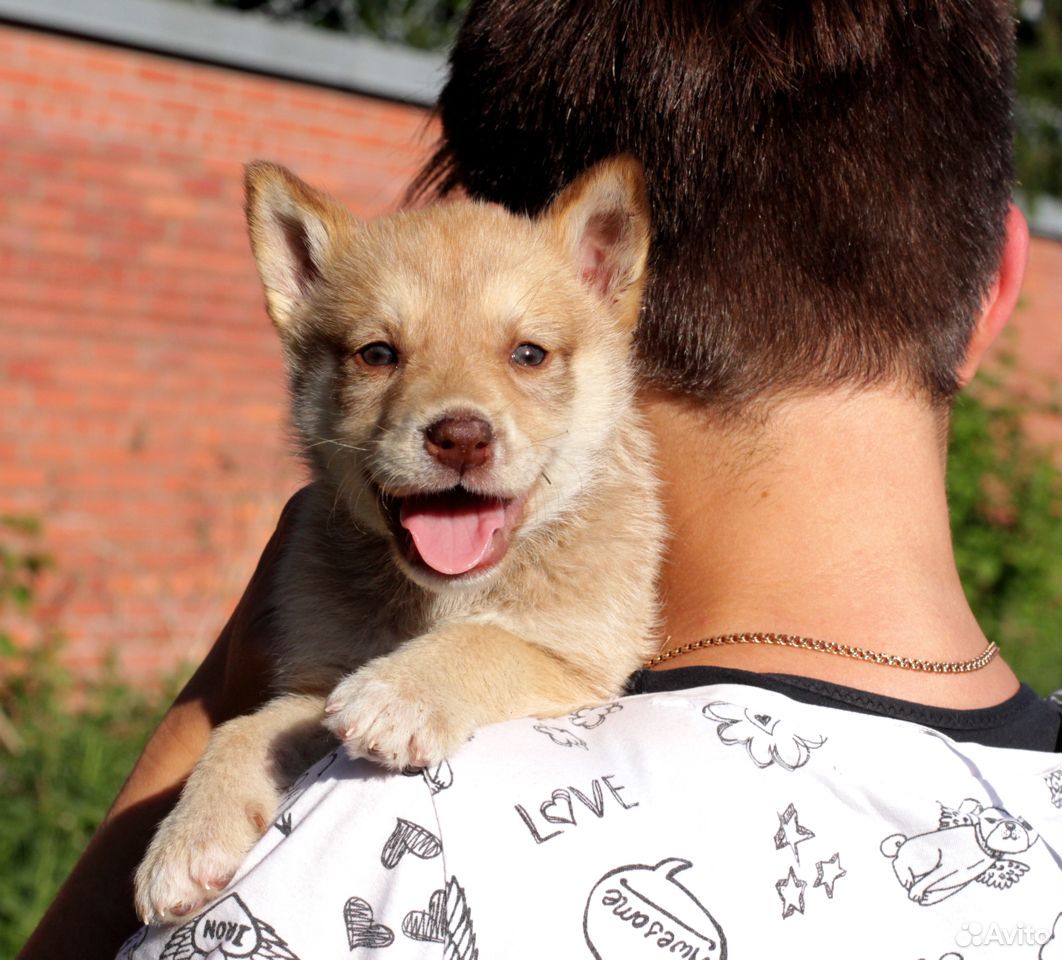 Солнечная щенуля Апельсинка-50 оттенков счастья