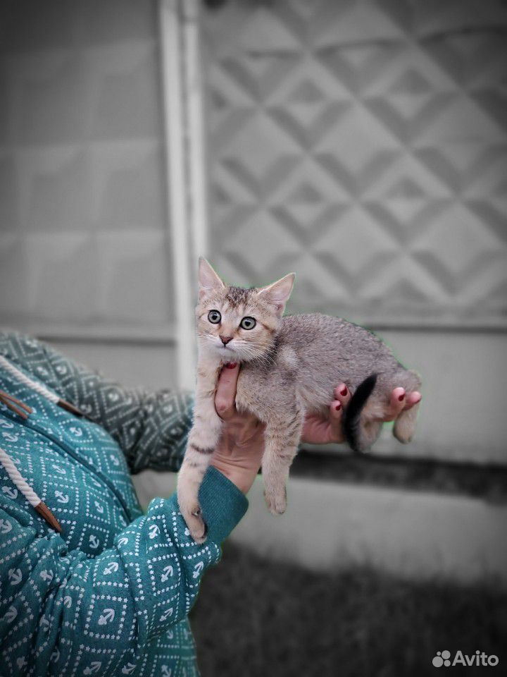 Кошка чаузи ф3