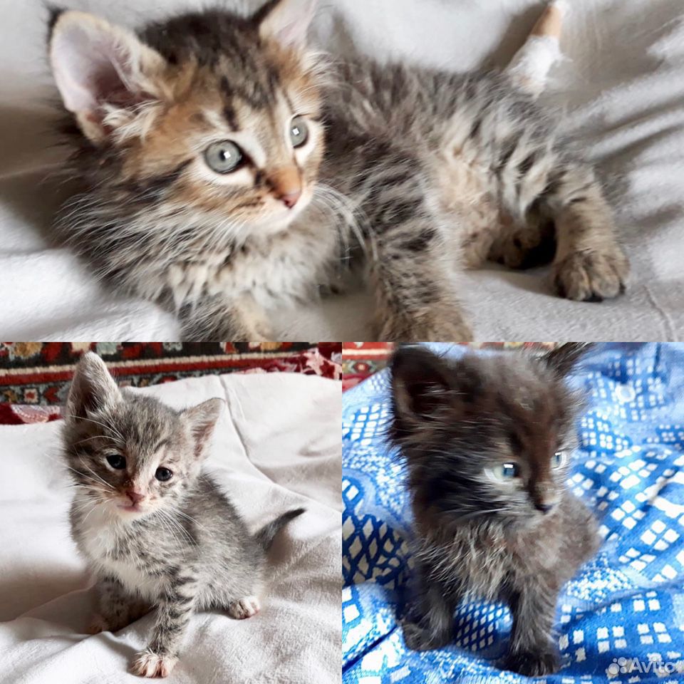 Котятки 1,5 месяца ищут хозяев