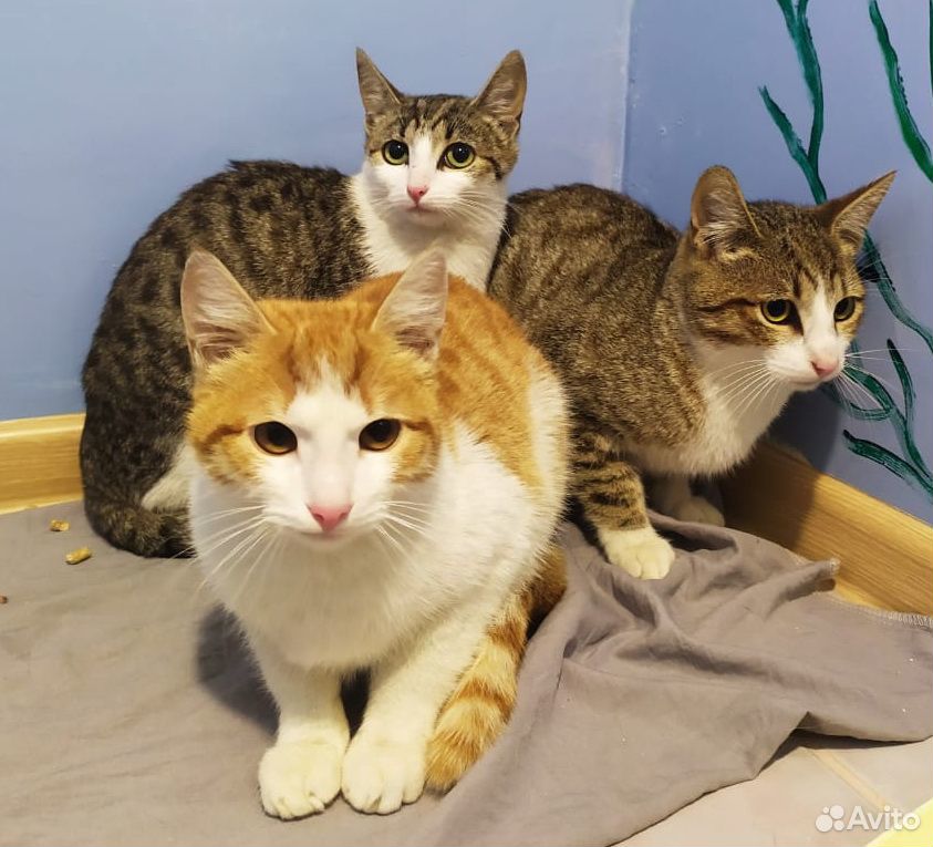 Котейки ищут дом