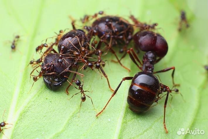 Муравьи мародеры Carabara Diwersa или Pheidologeto