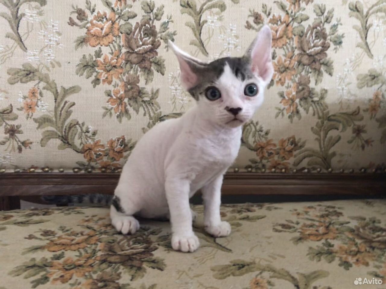 Девон-рекс Арлекины котик и кошечка