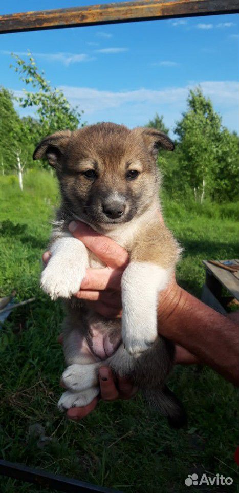 Щенок девочка 1 месяц мама - лайка