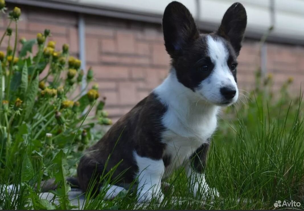 Вельеш корги кордиган