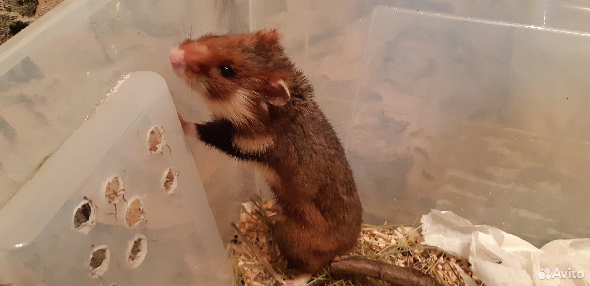 Хомяк обыкновенный