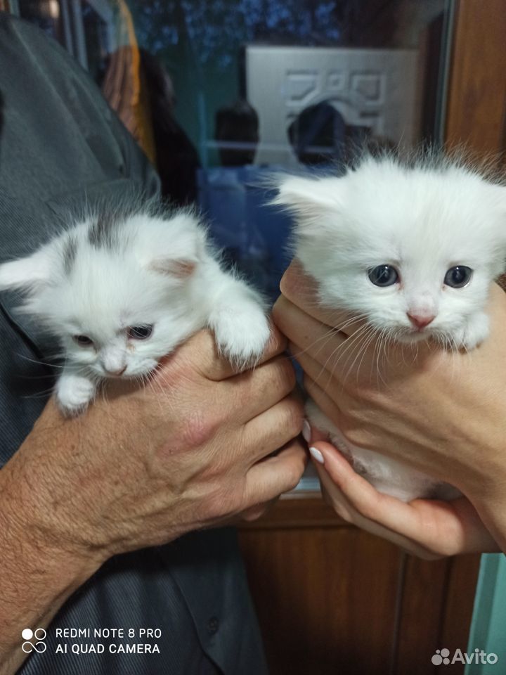 Отдадим котят