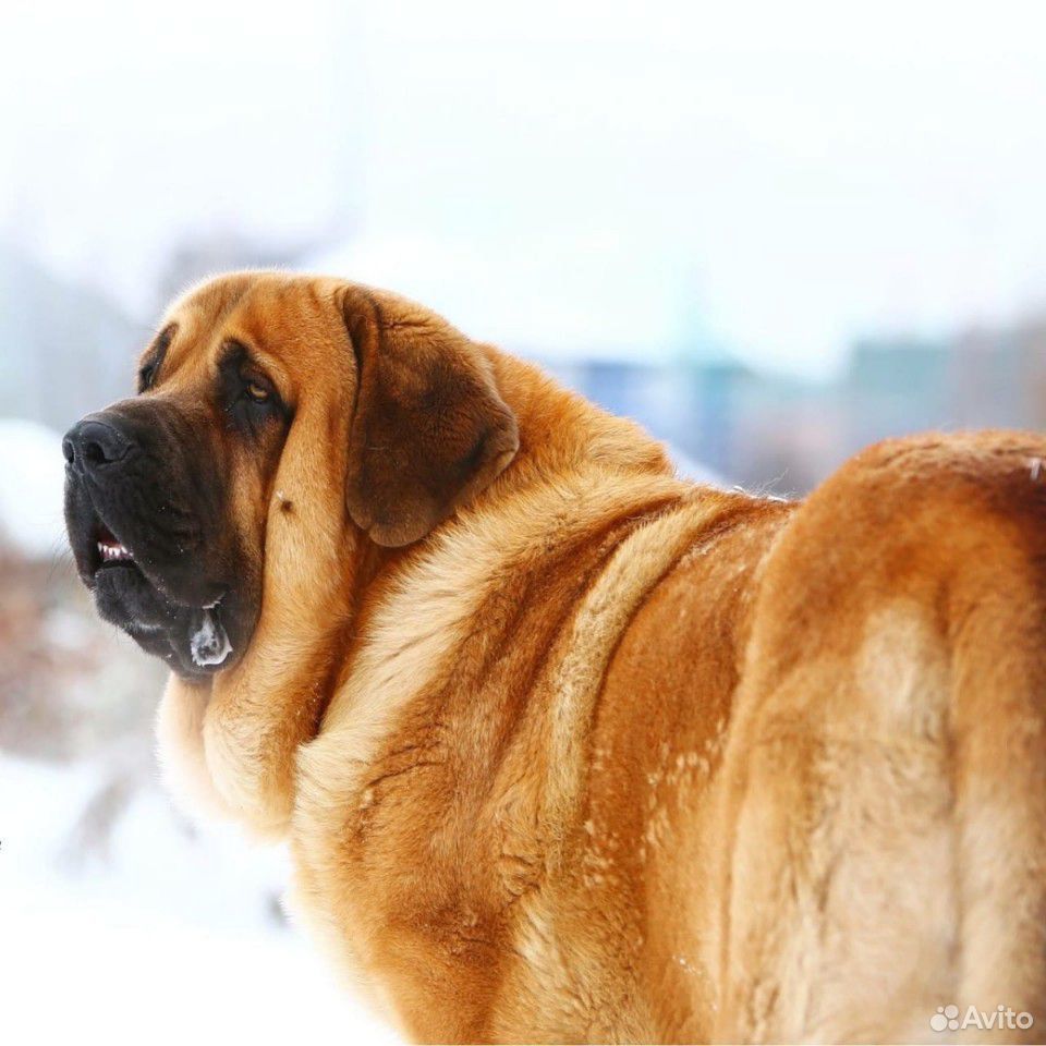 Испанский мастиф