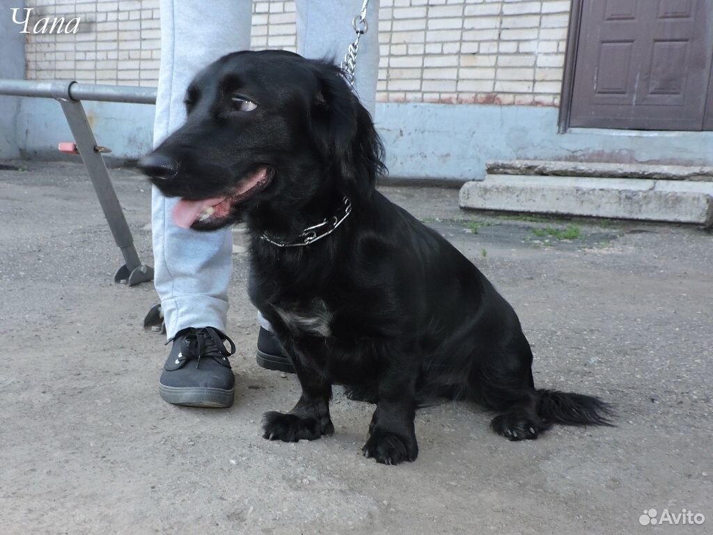 Подрощенная девочка дш таксы