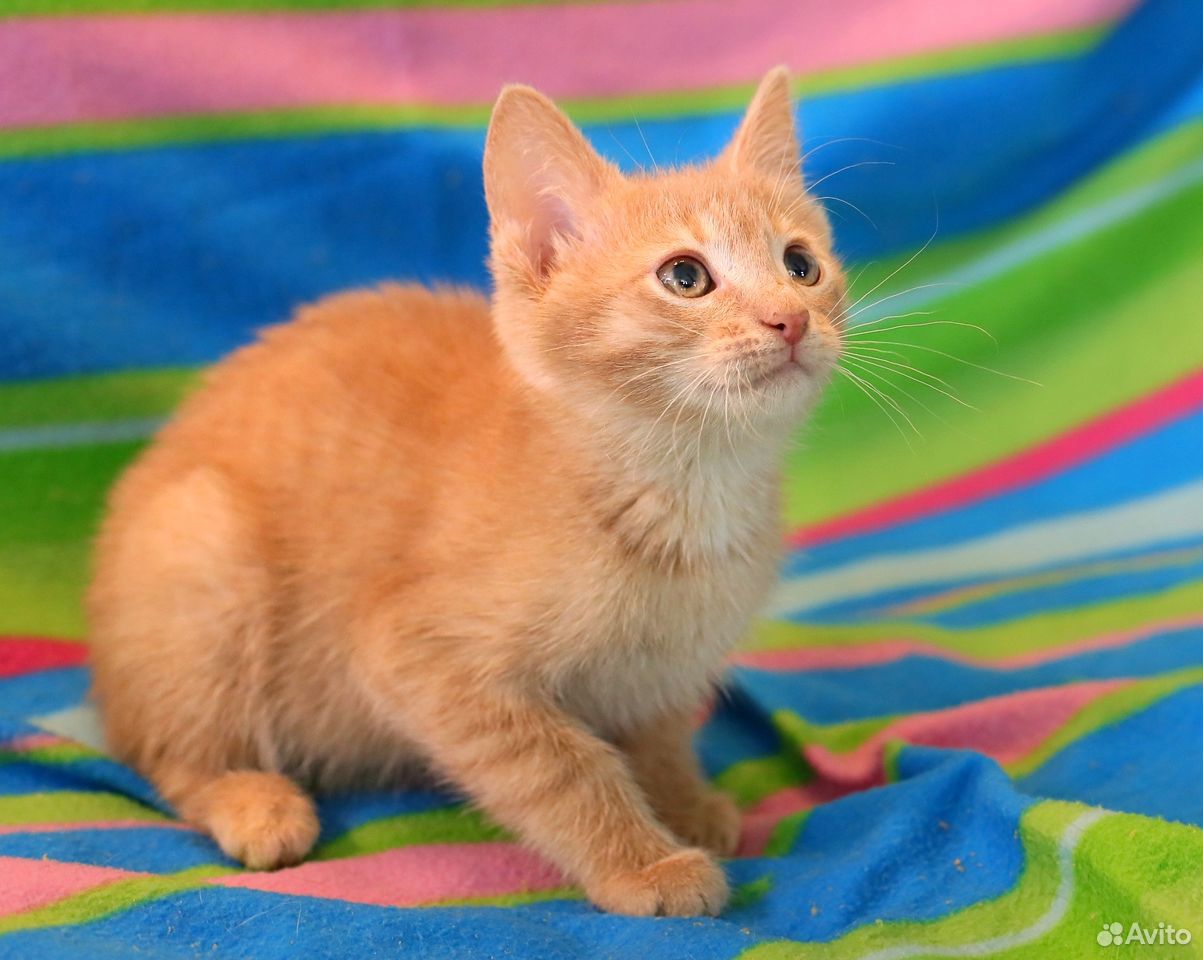 Смайлик - рыжий мальчуган