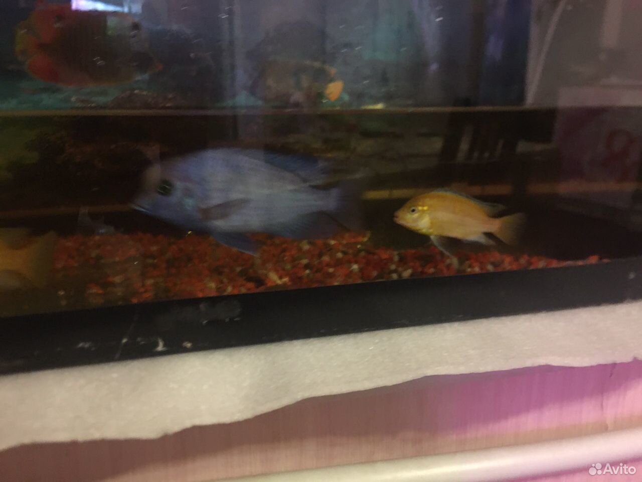 Рыбки циклоиды