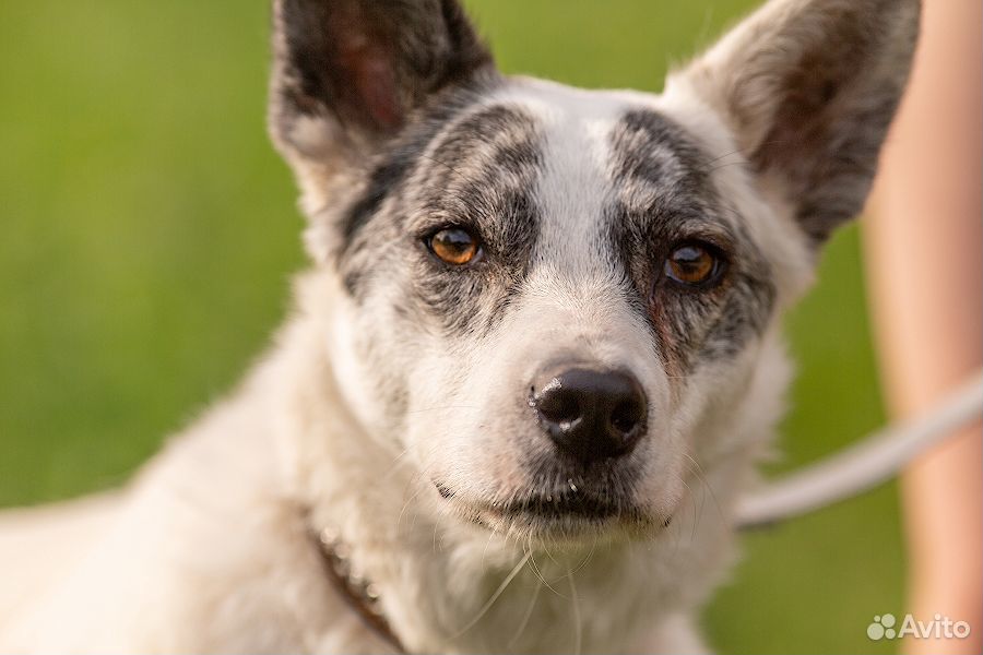 Собака в дар в добрые руки
