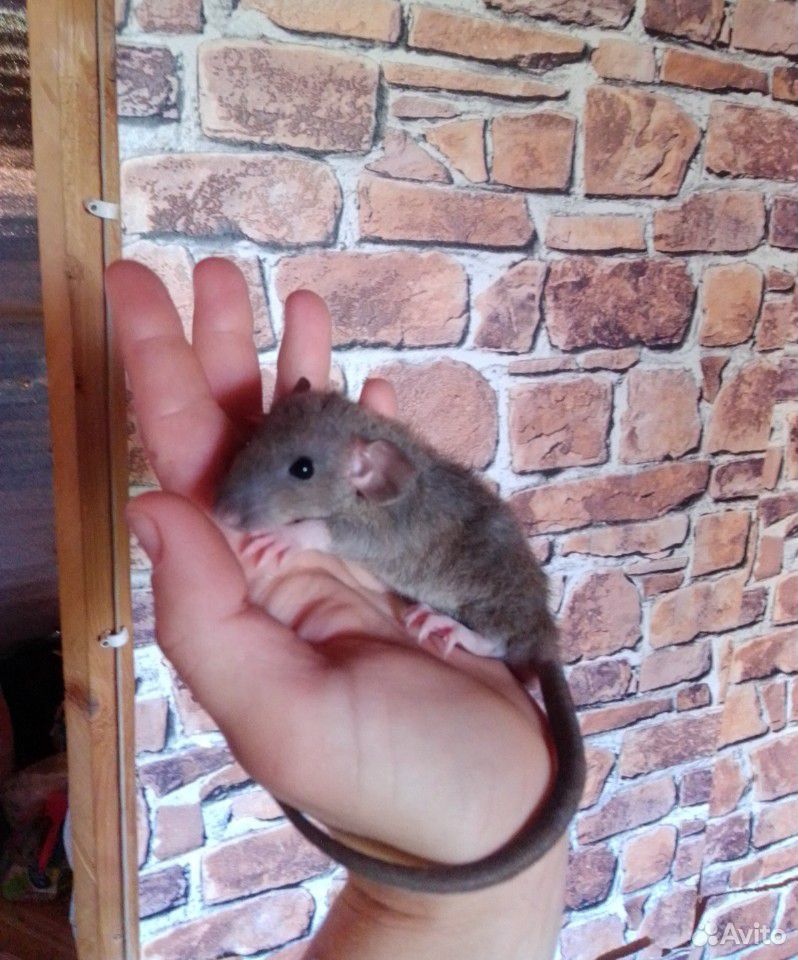 Крысята дамбо. Рексы и Даблрексы