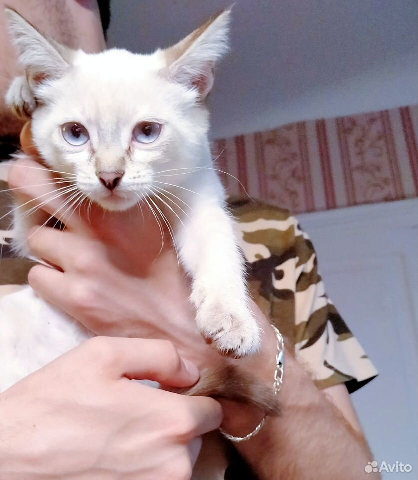 Отдаю котят,два мальчика и одна девочка,подробност