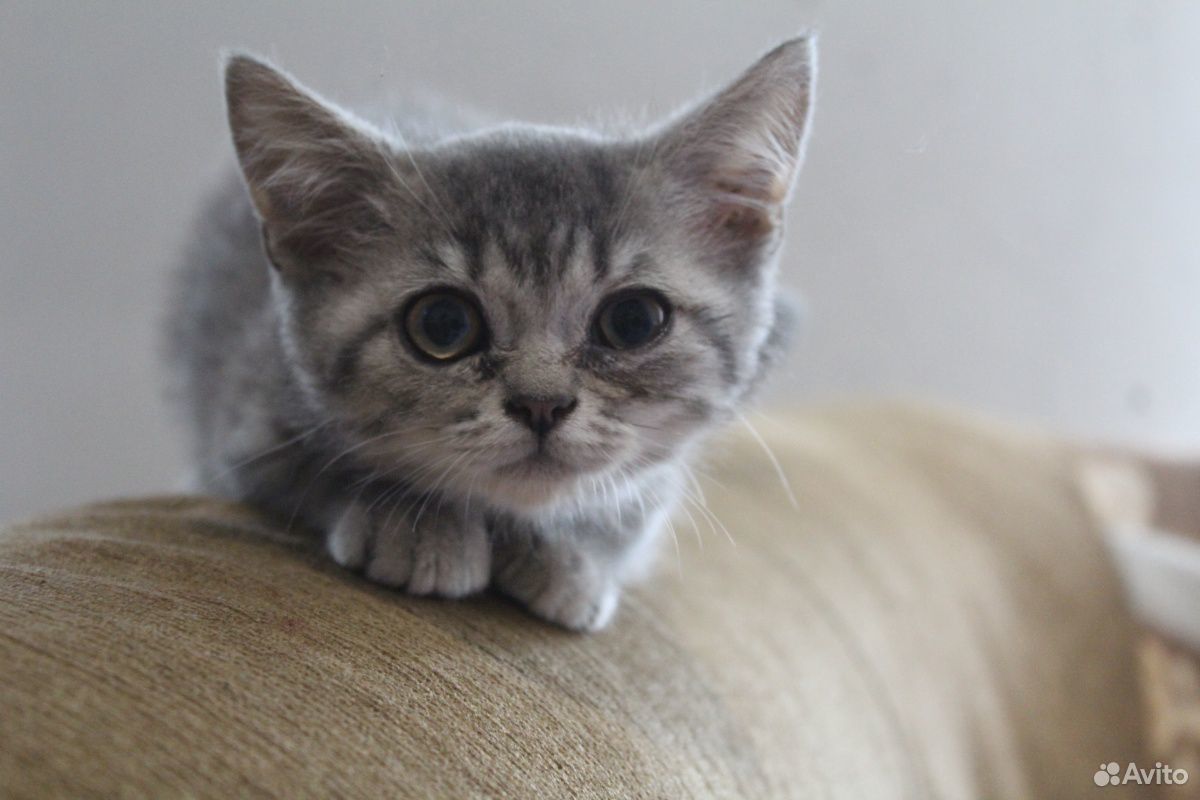 Пуська в добрые руки