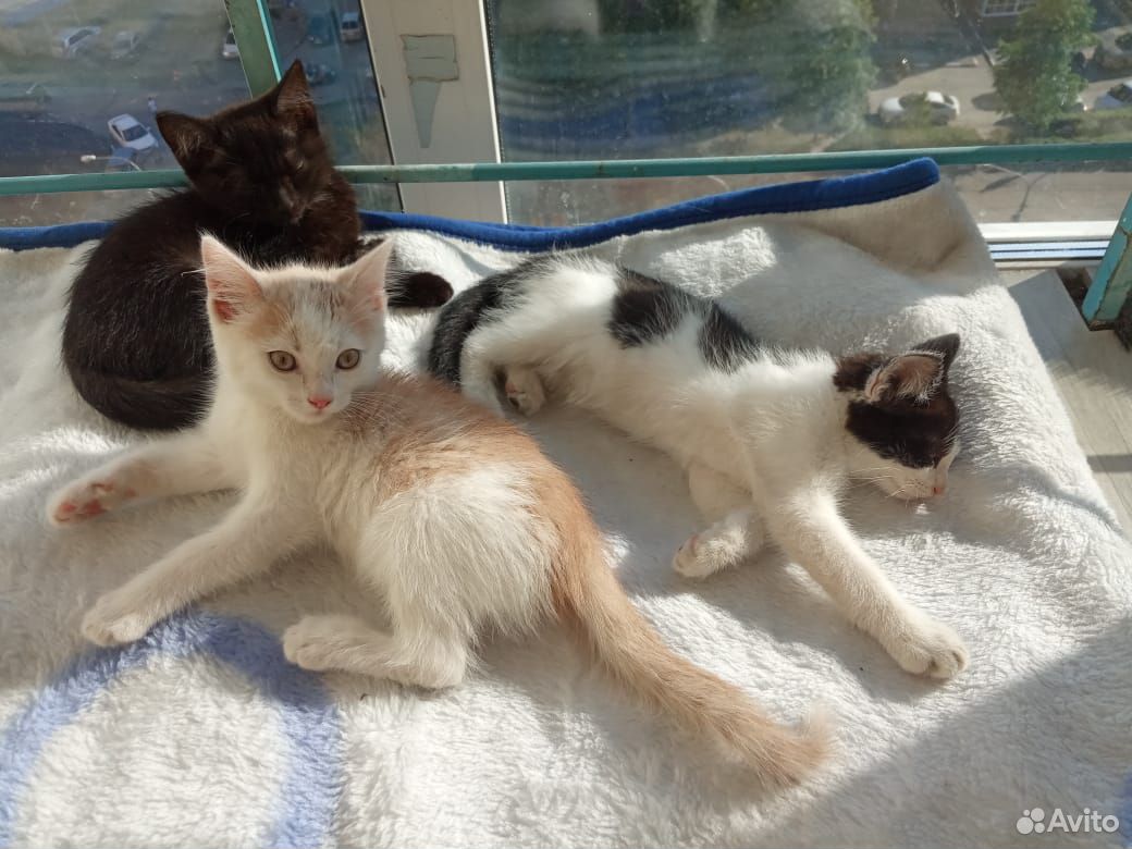 Котята (девочка и мальчик)
