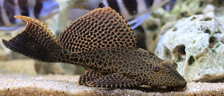 Птеригоплихт парчевый подарю