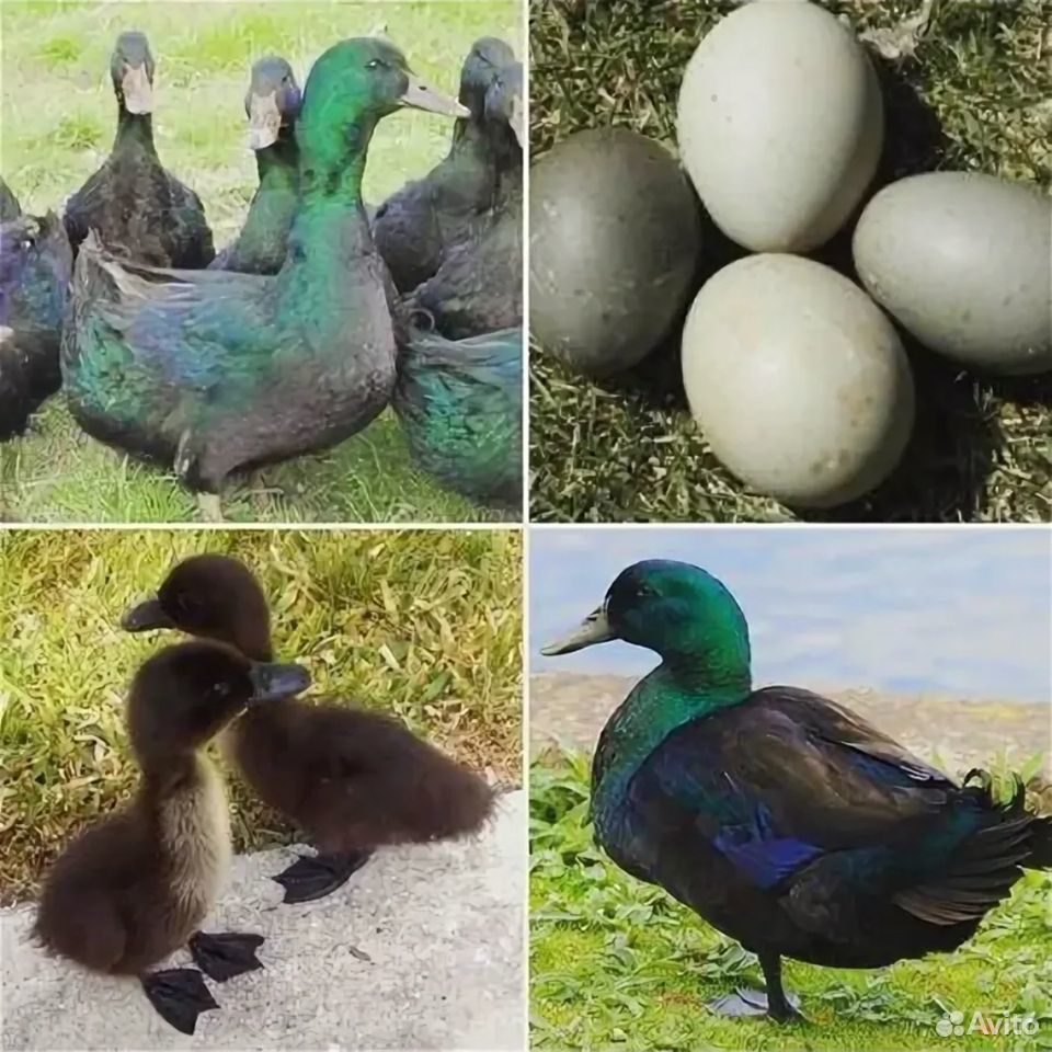 Утка Каюга
