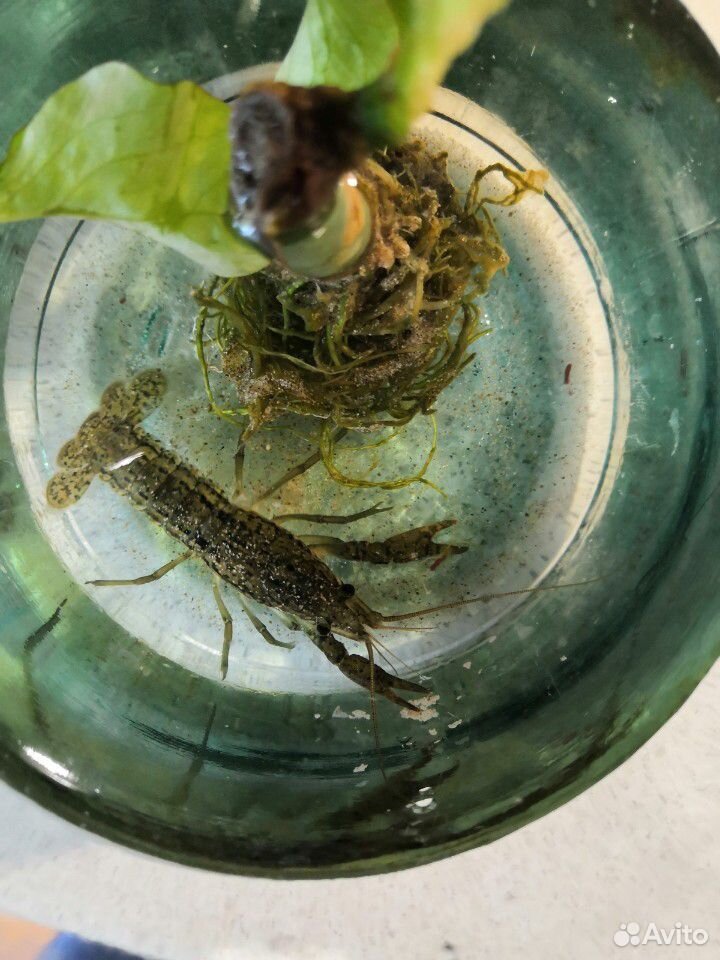 Аквариумный рак
