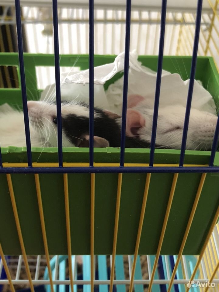 Крыса 1 месяц