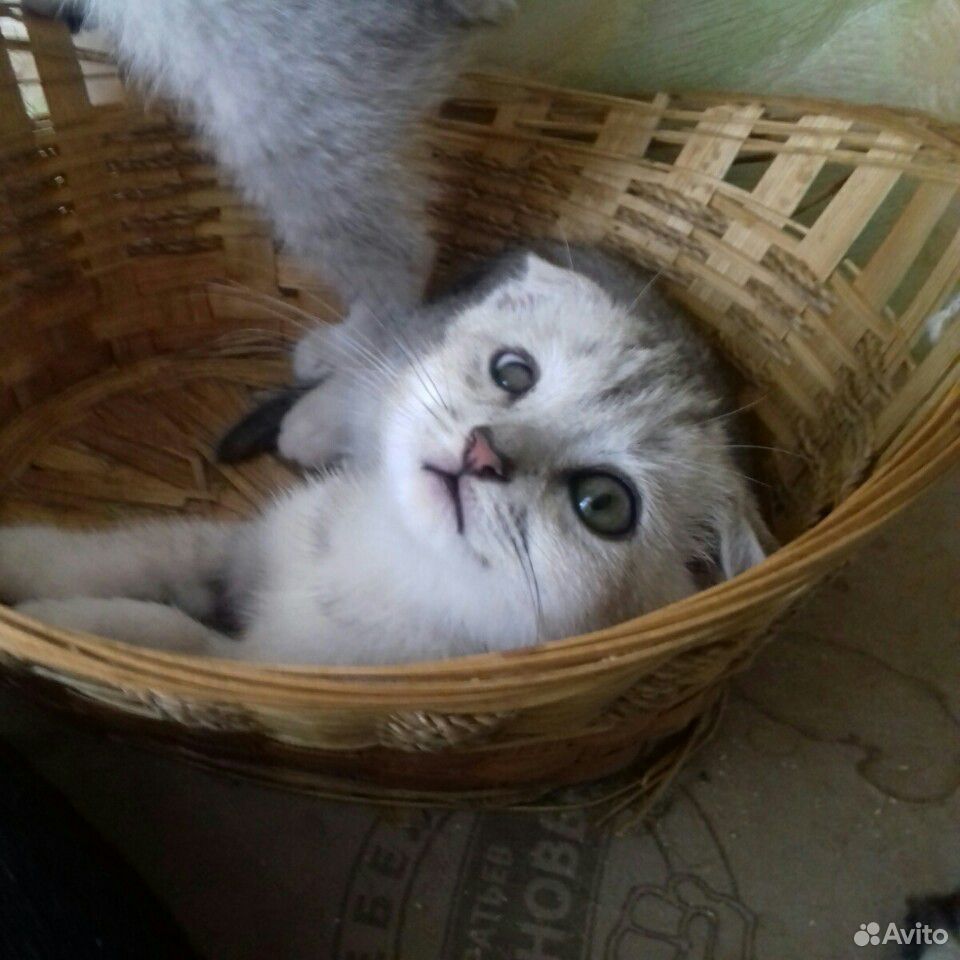 Шотландские вислоухие и прямоухие котята