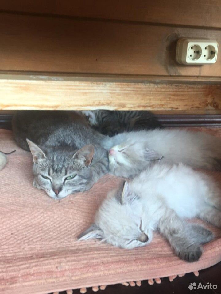 Классные котята в добрые руки