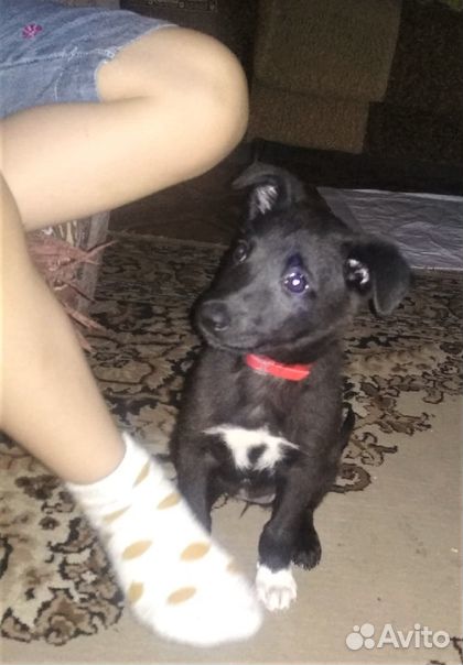 Щенок ищет дом