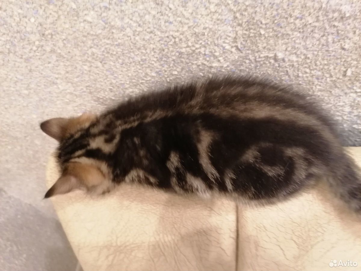 Котятки - британцы