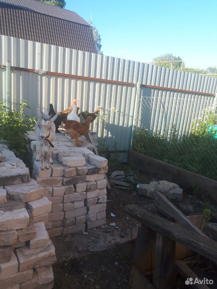 Куры молодки (мясные несушки) логман брама цена 50