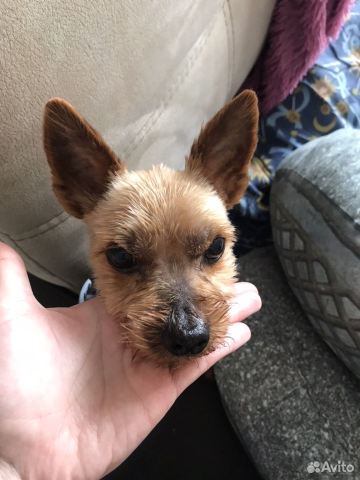 Вязка кобеля 2000р