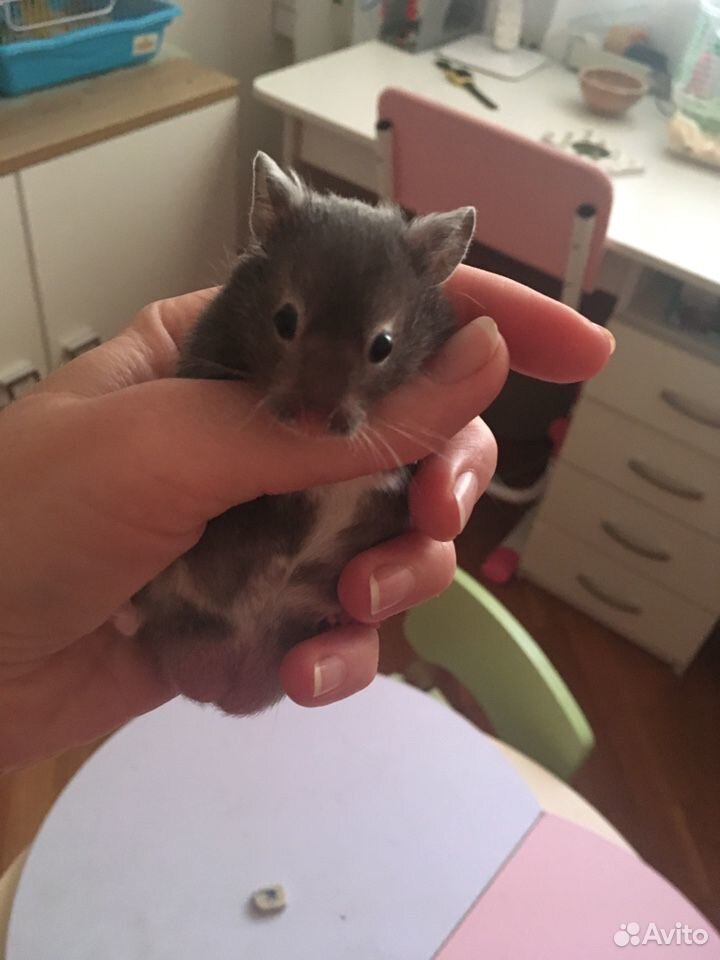 Сирийский хомячок мальчик