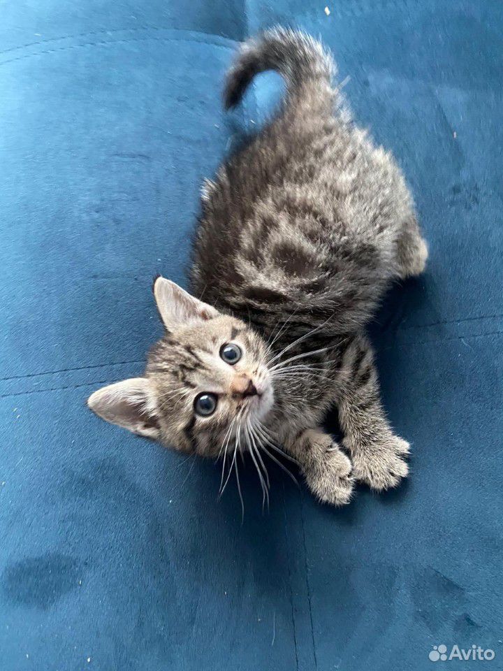 Чудесные малыши ждут любящих родителей