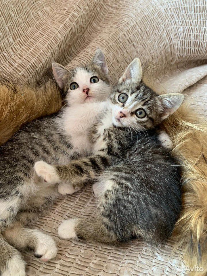 Котята с чистыми анализами в дар