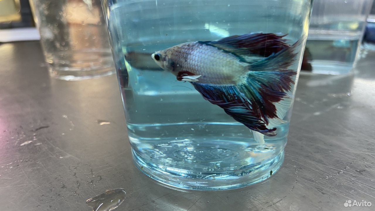 Петушок двойной хвост трехцветный красавец