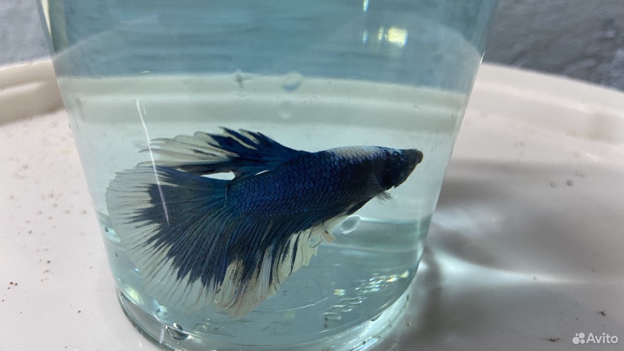 Петушок супердельта белохвостая бирюза