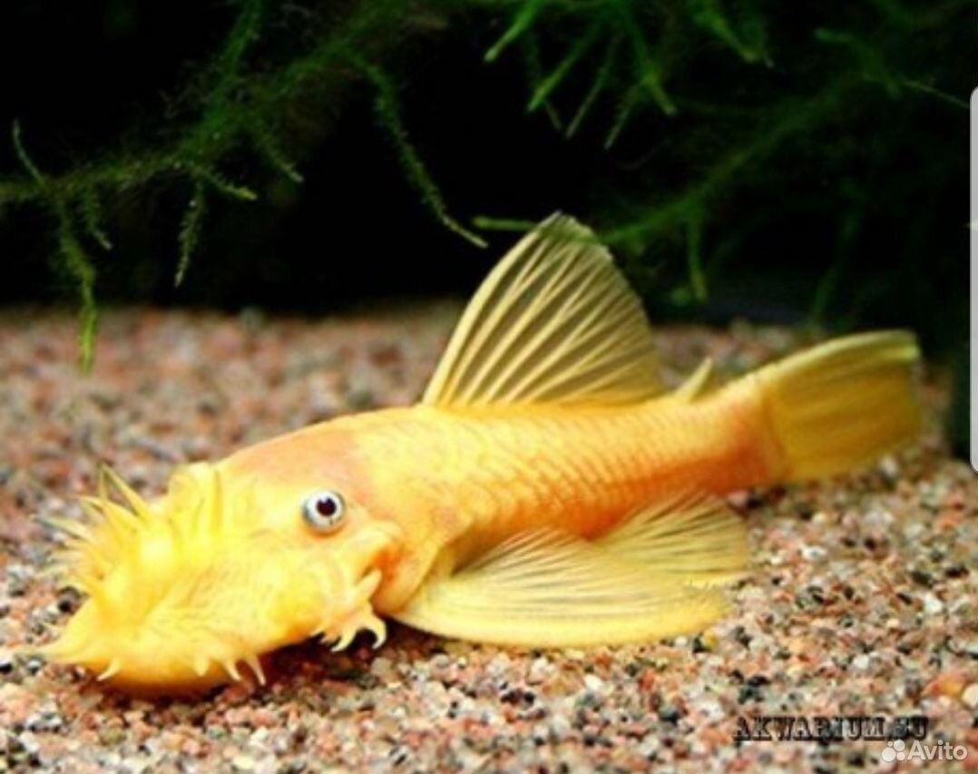 Мальки сомика Анцитруса