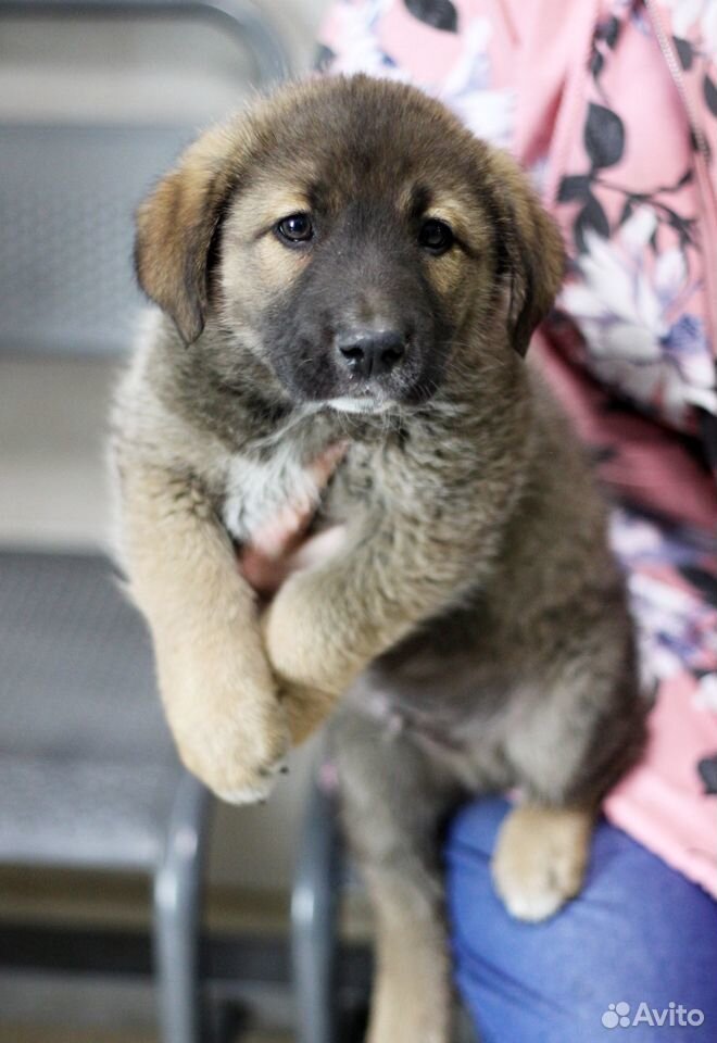 Щенки в добрые руки