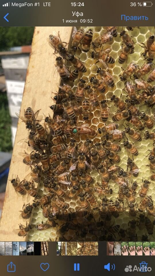 Пчелосемья Итальянка Кордован