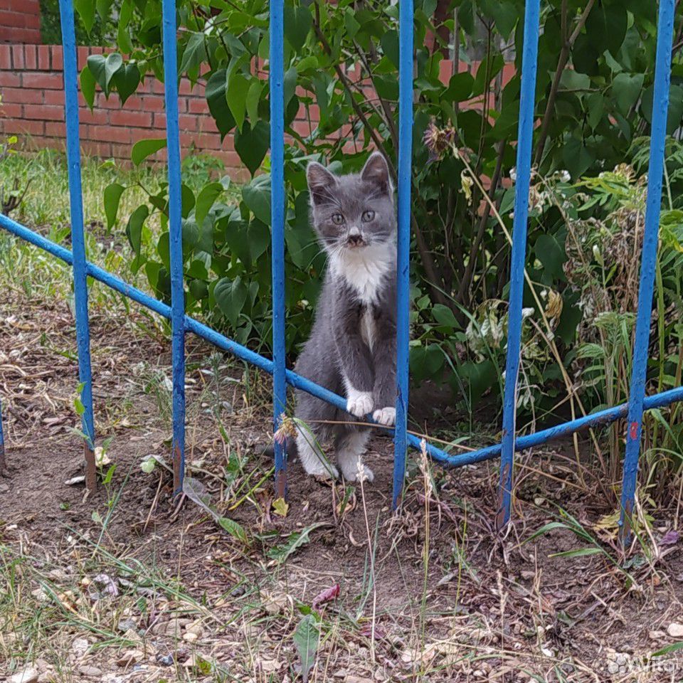 Серо-белый котенок с серыми глазами ищет заботливы